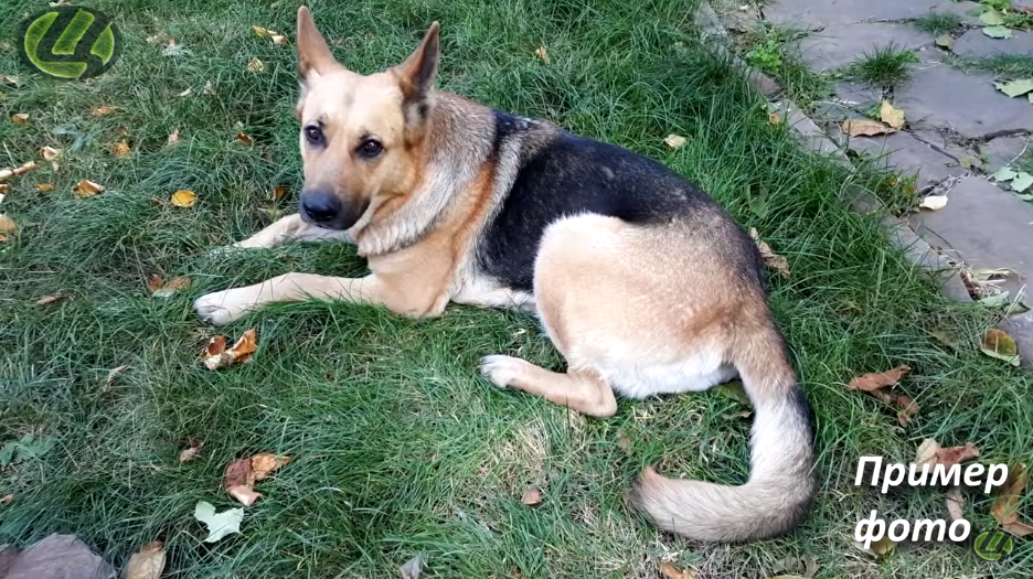 Купить Samsung Galaxy Note 5 64Gb SM-N920C LTE White в Москве – цена ...